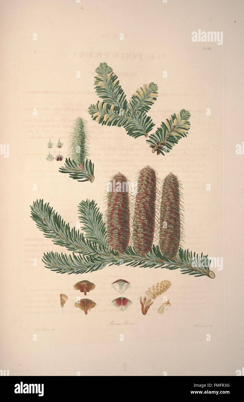 This illustration, Plate XXX from 'A Description of the Genus Pinus,' depicts various species ...