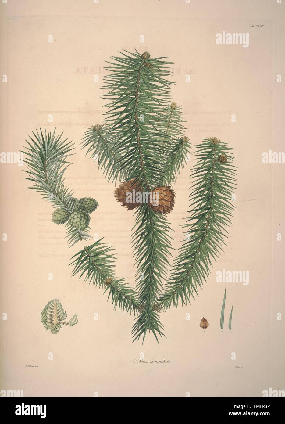 Plate XXXIV from 'A Description of the Genus Pinus' by Aylmer Bourke ...