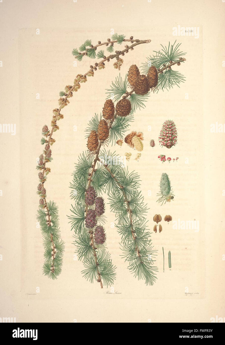 Plate XXXV provides an in-depth description of the genus Pinus ...