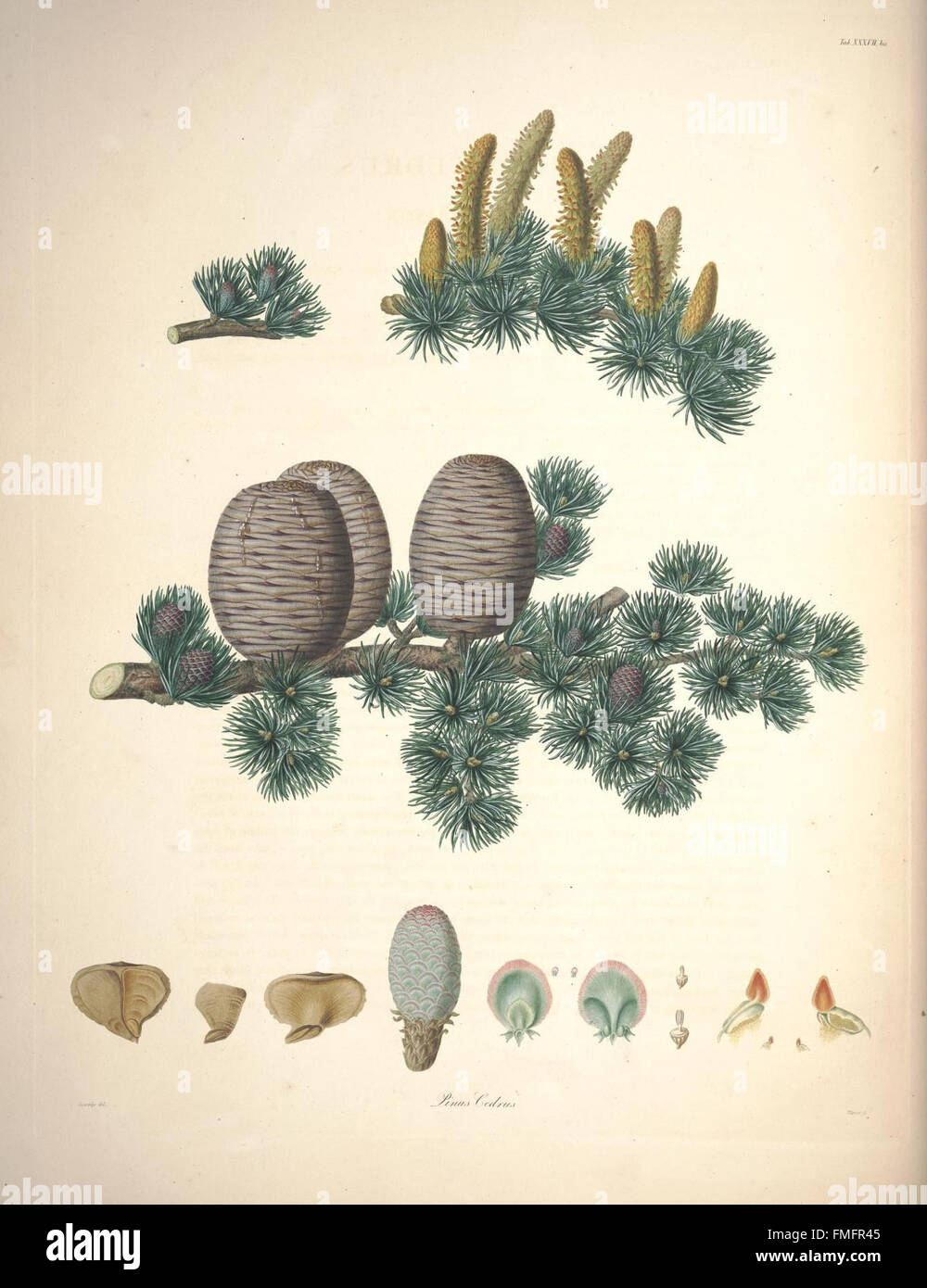 A description of the genus Pinus (Tab. XXXVII bis Stock Photo - Alamy