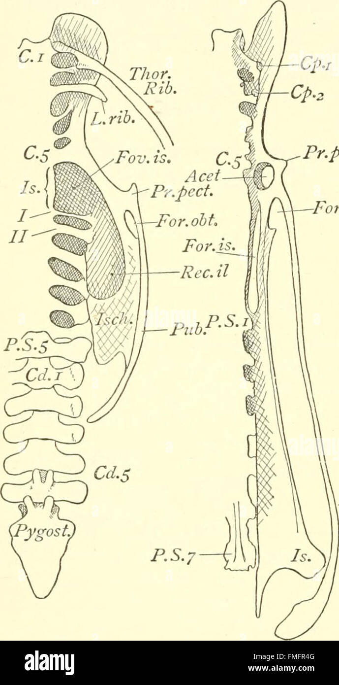 'A Dictionary of Birds' (1896) provides comprehensive definitions and ...