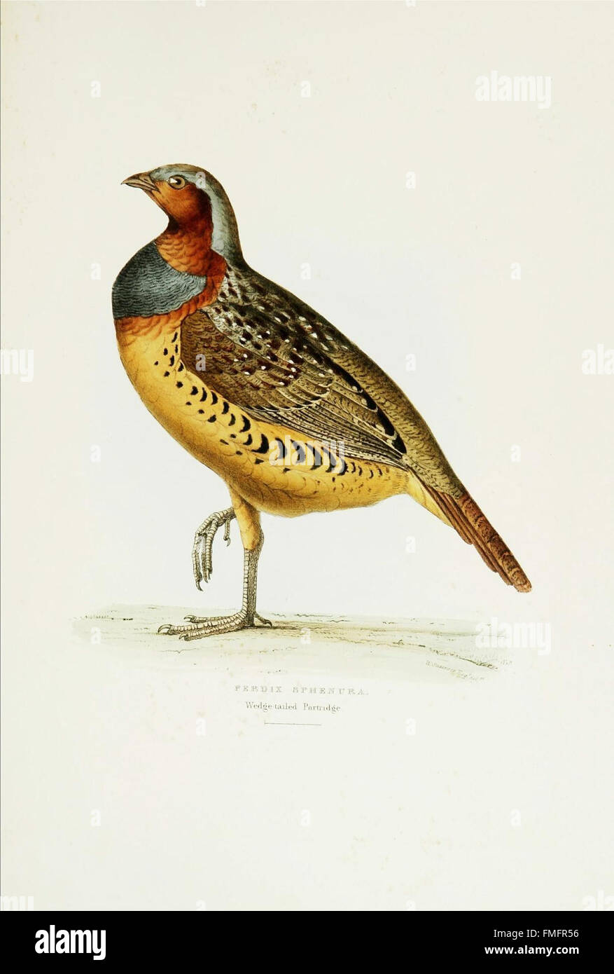 Fasciculus hi-res stock photography and images - Alamy