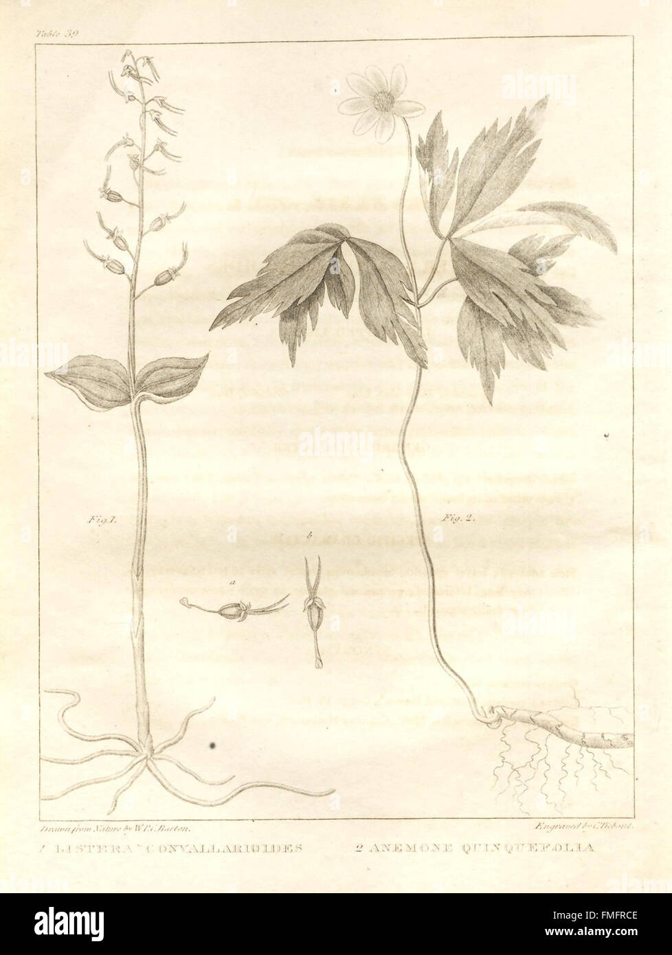 Various types of botanical specimens hi-res stock photography and ...