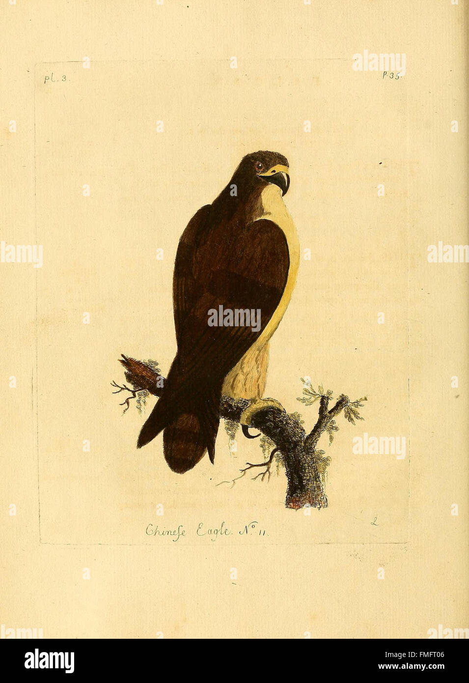 General synopsis of birds hi-res stock photography and images - Alamy