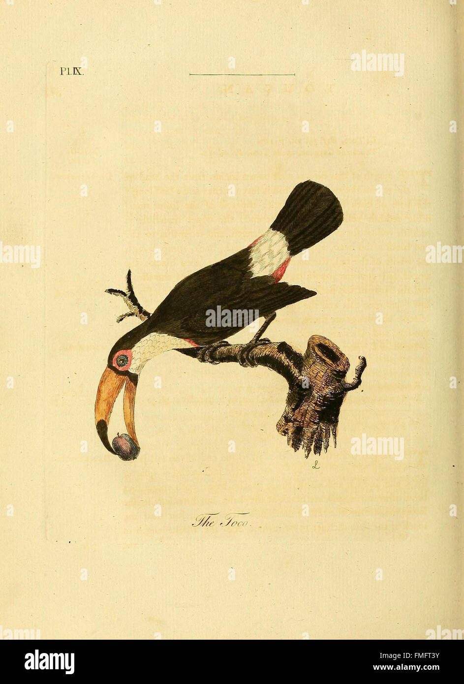 General synopsis of birds hi-res stock photography and images - Alamy