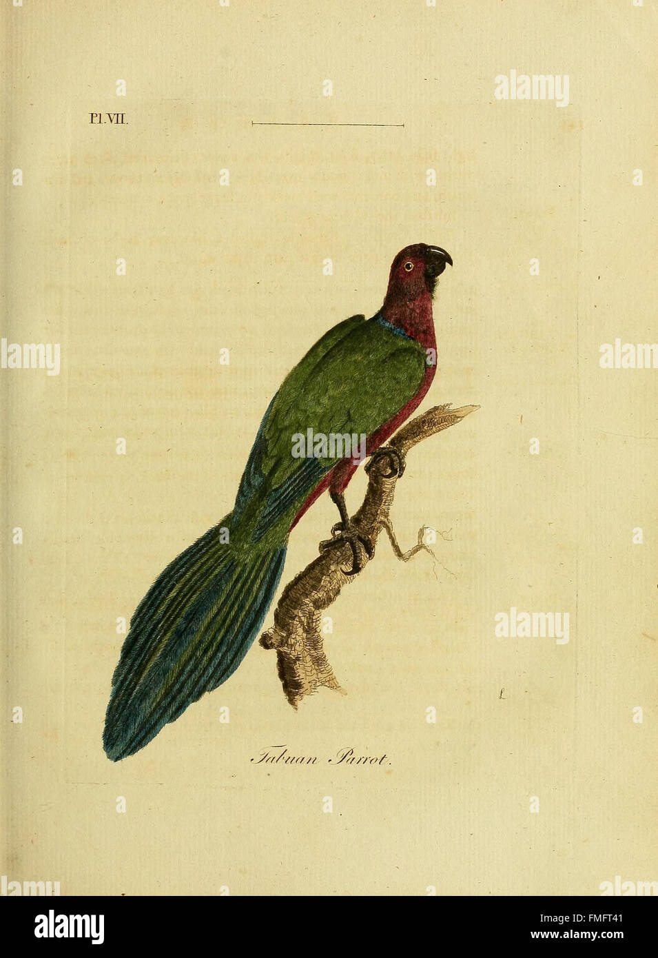 This work presents a detailed overview of bird species, their ...