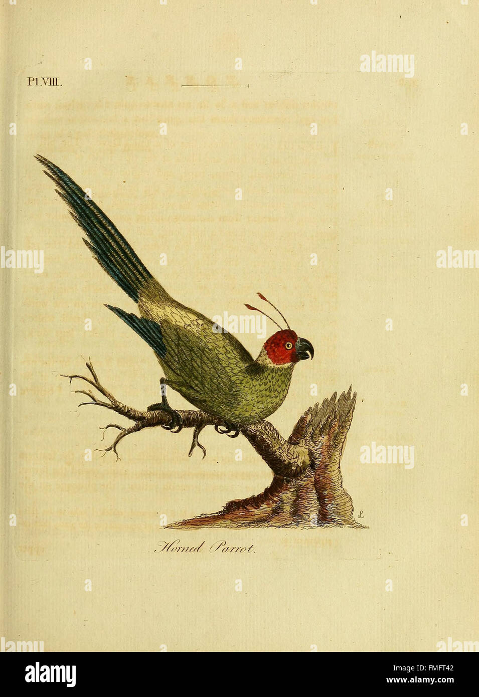 Plate VIII from 'A General Synopsis of Birds' offers a detailed ...