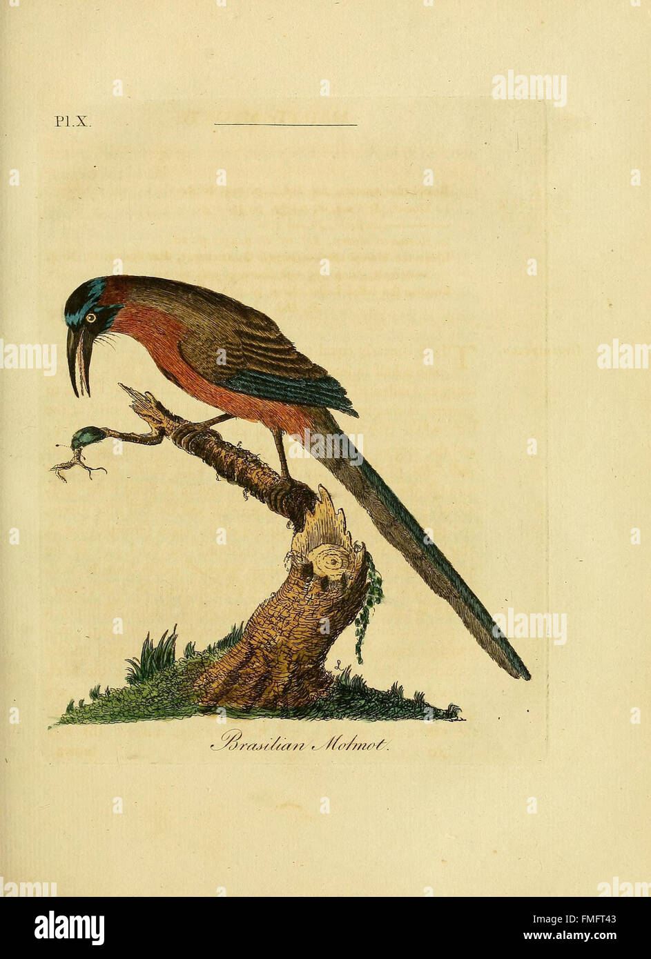 General synopsis of birds hi-res stock photography and images - Alamy