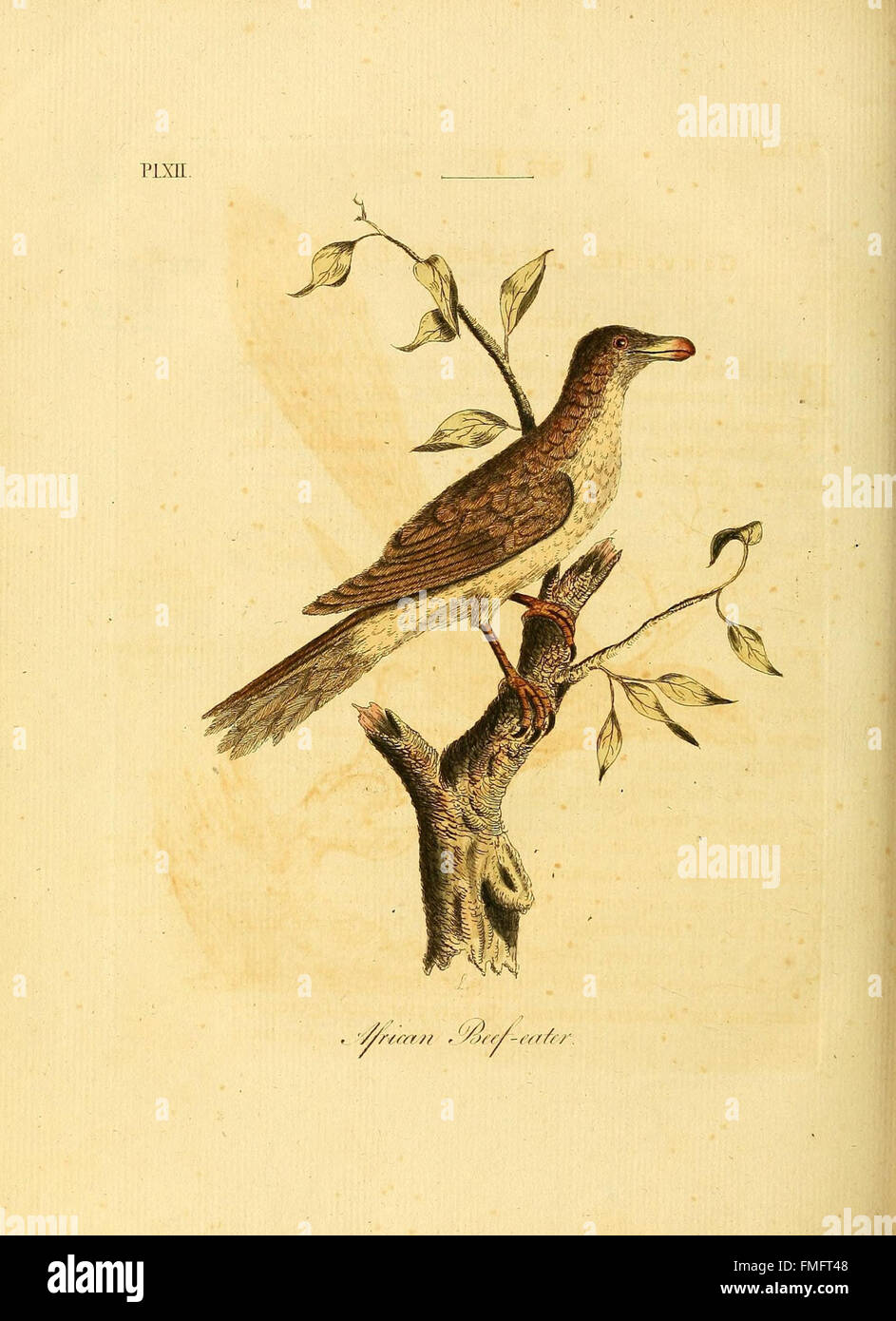 Plate XII from 'A General Synopsis of Birds' offers a broad overview of ...