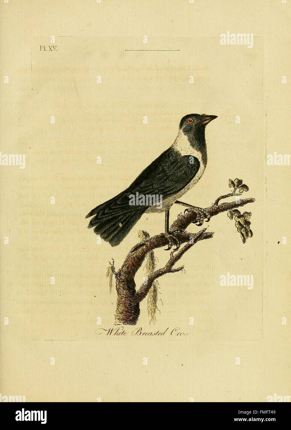 General synopsis of birds hi-res stock photography and images - Alamy