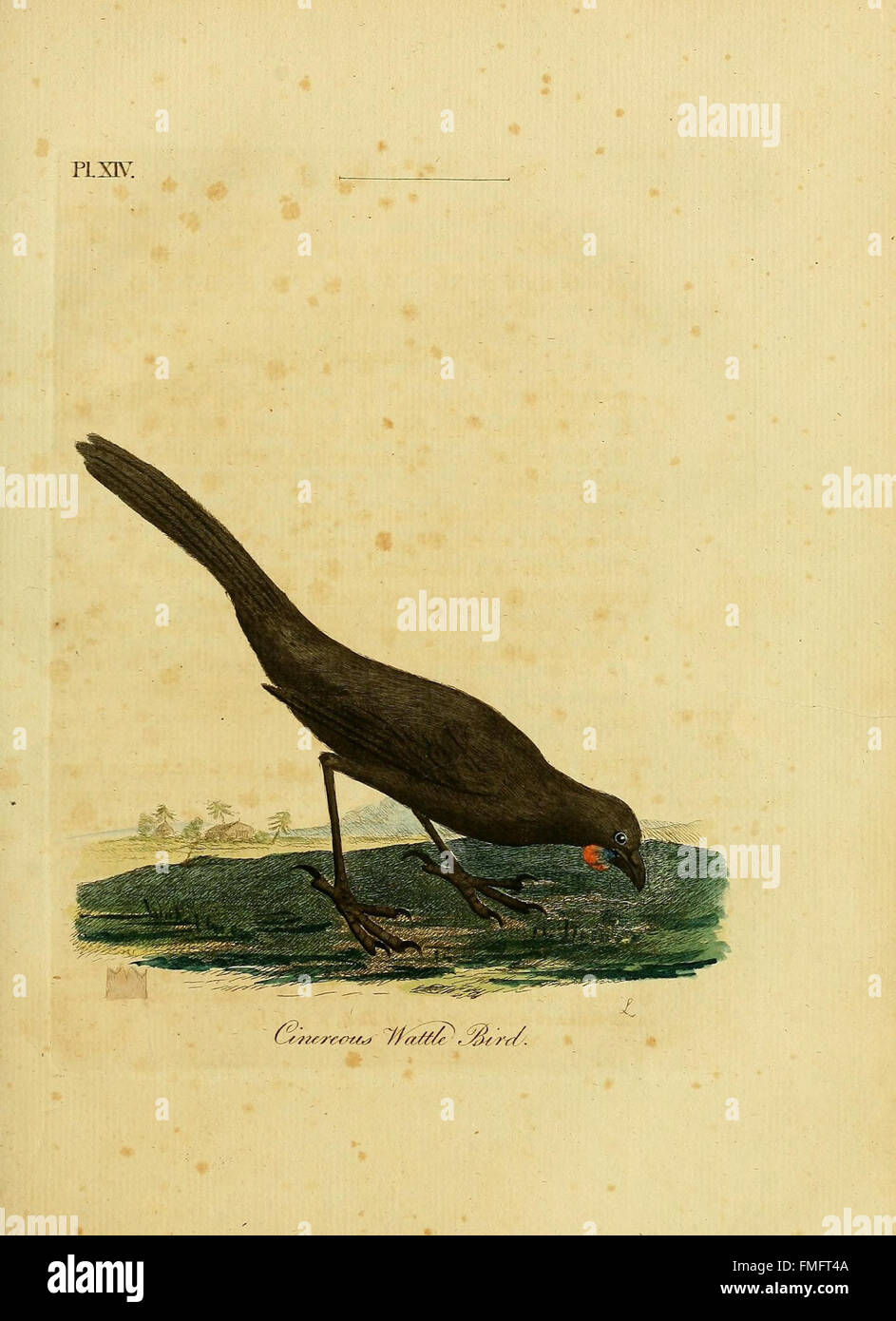 Plate XIV from 'A General Synopsis of Birds' provides a comprehensive overview of various bird ...