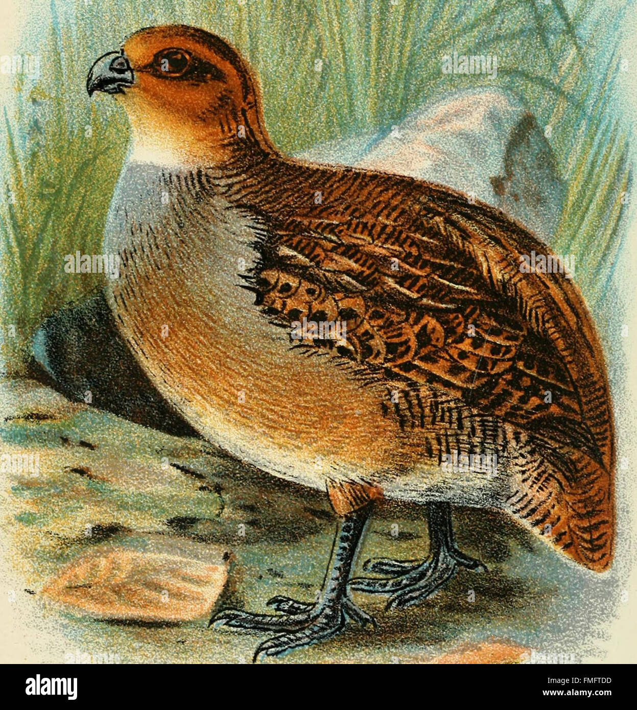 The 1895 'Hand-book to the Game-Birds' provides an extensive guide to ...