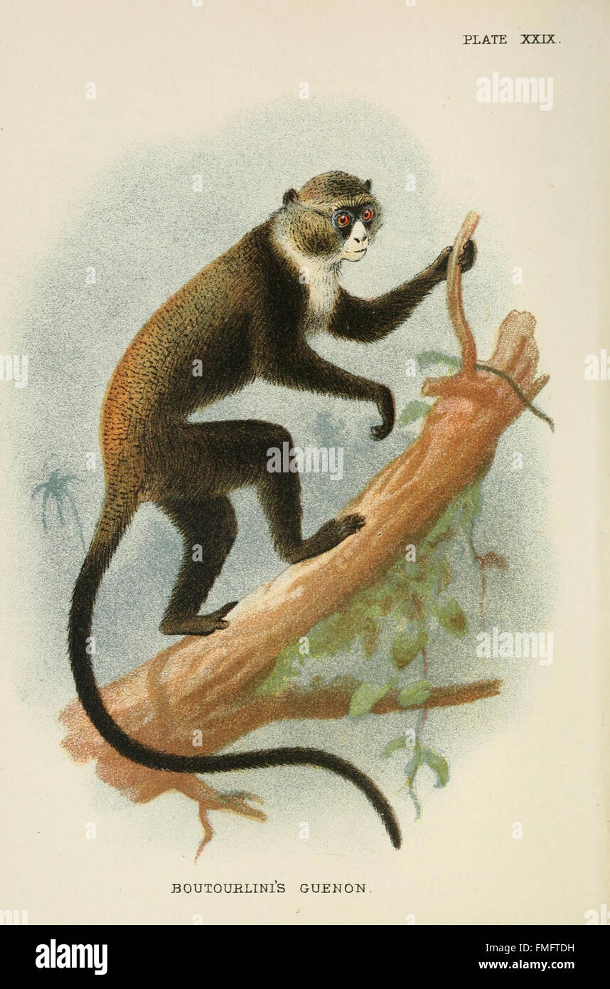 ‘A Hand-Book to the Primates’ (Plate XXIX) is a comprehensive guide to ...