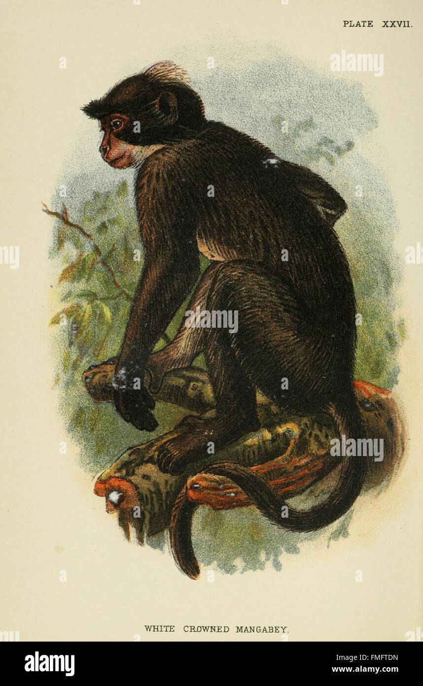 Diversity within primate anatomy hi-res stock photography and images ...