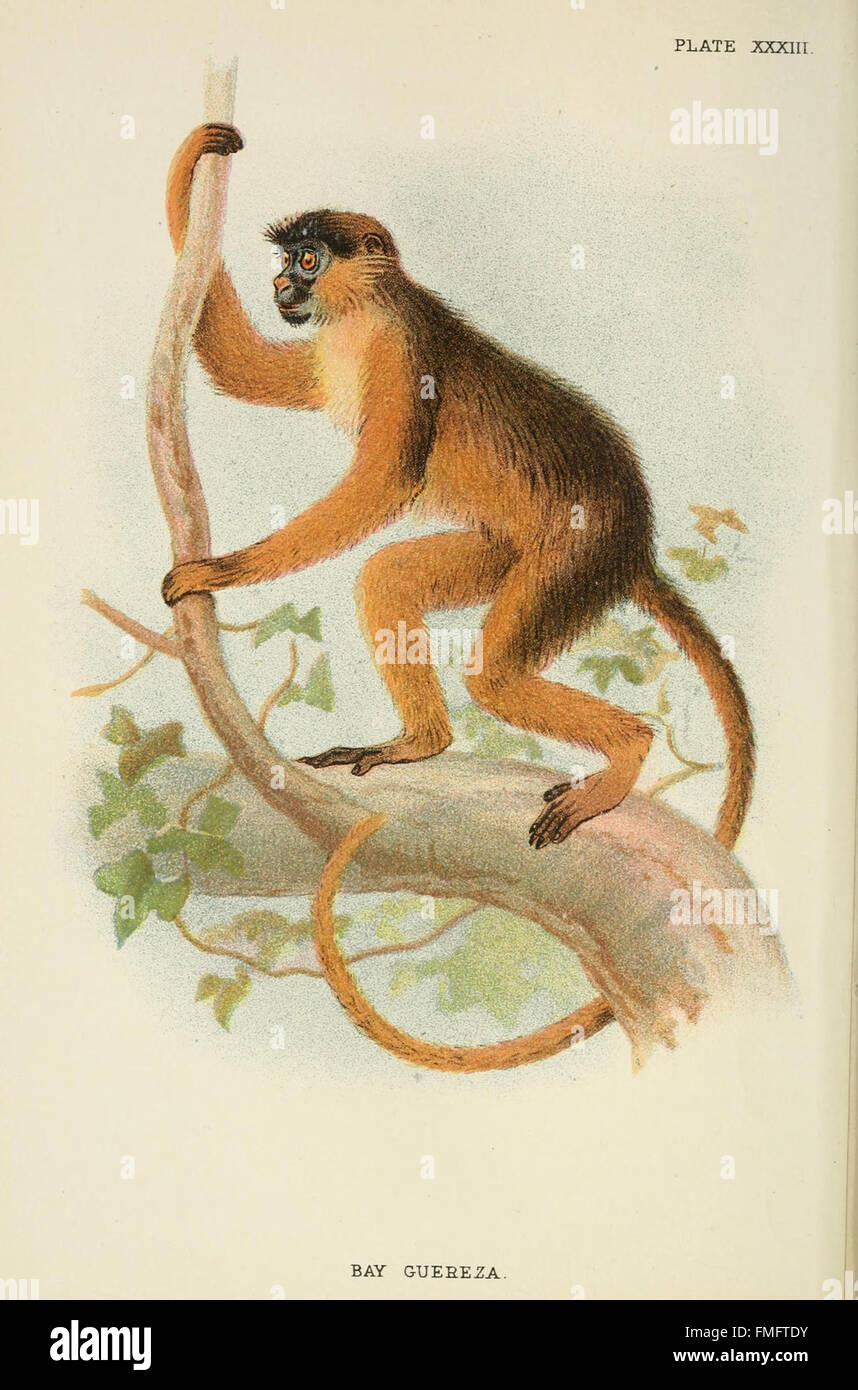 This plate from 'A Hand-book to the Primates' features illustrations of ...