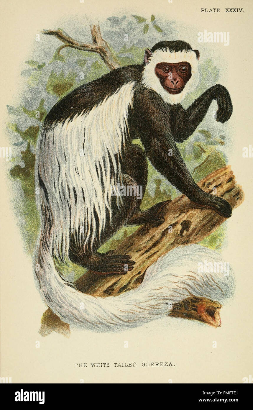 Plate XXXIV from 'A Hand-book to the Primates' illustrates various ...