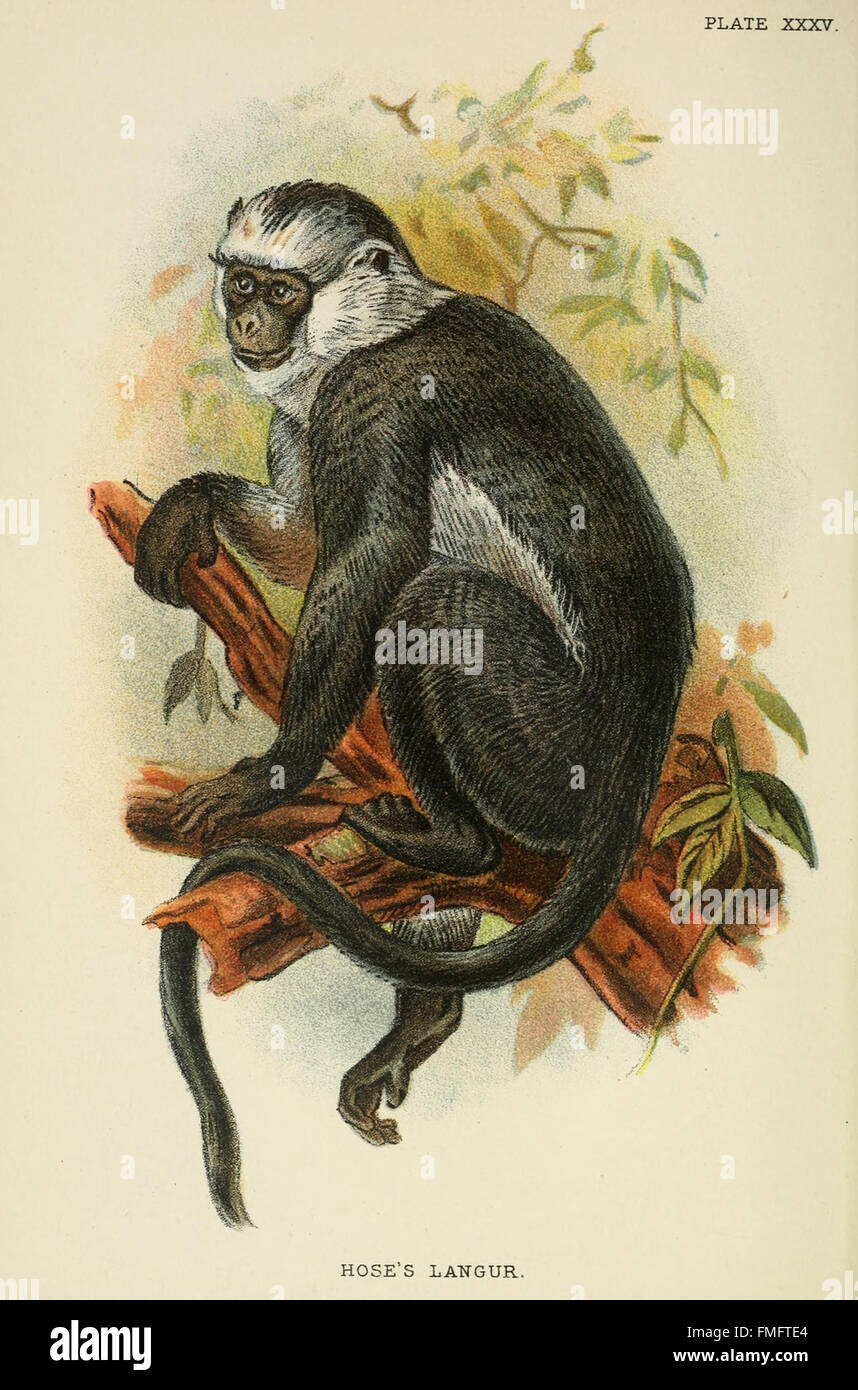 This plate from a primate handbook features various primate species ...