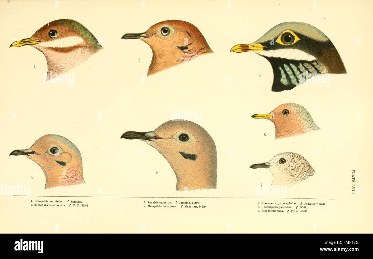 An illustration from 'A History of North American Birds' depicting ...
