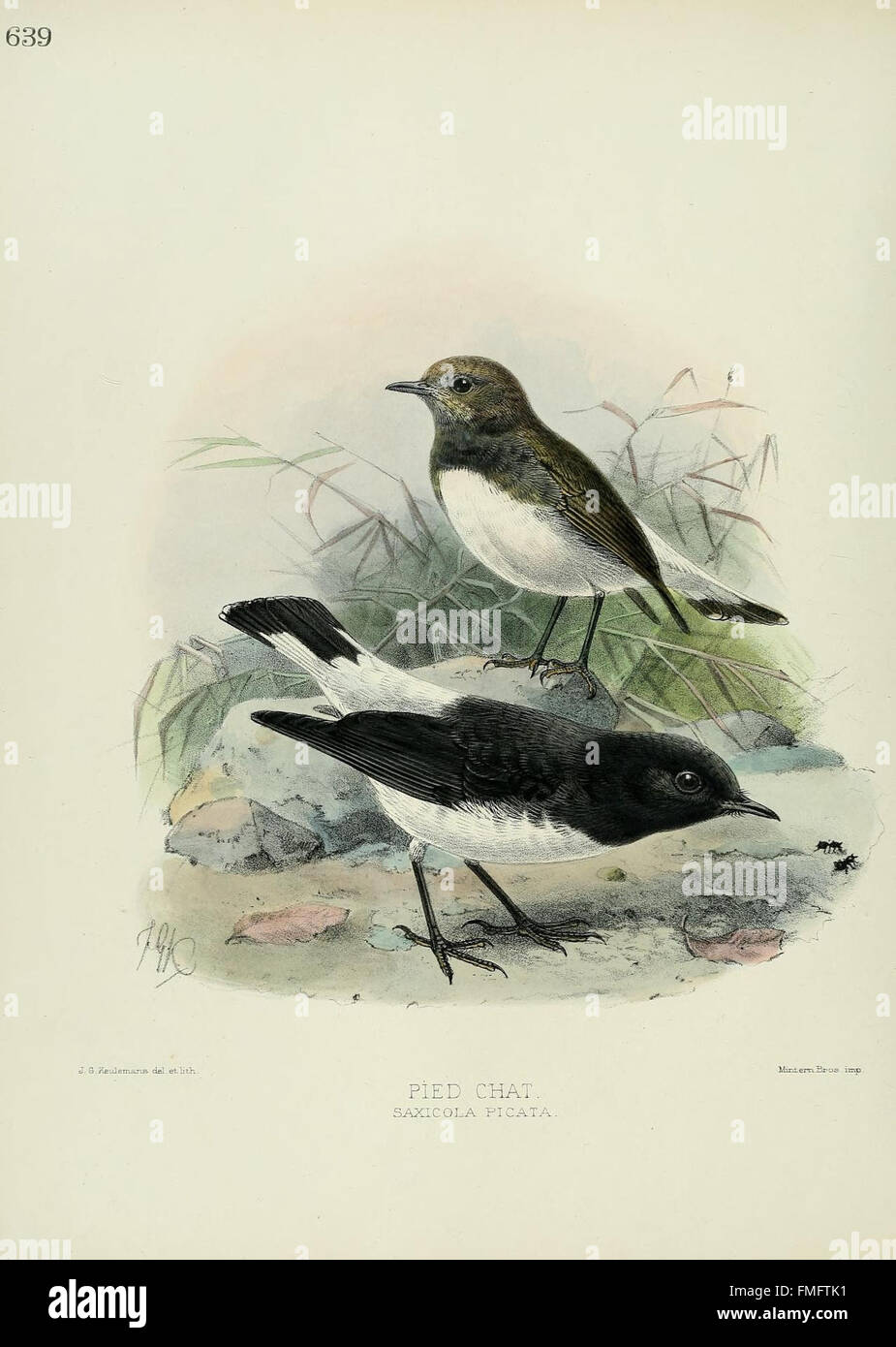 This plate from A History of the Birds of Europe displays various bird ...
