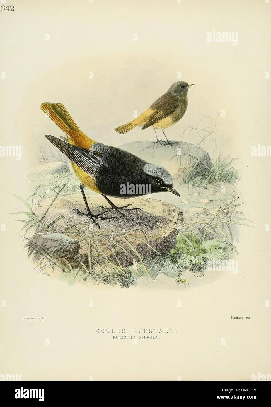 Plate 642 from 'A History of the Birds of Europe' showcases various ...