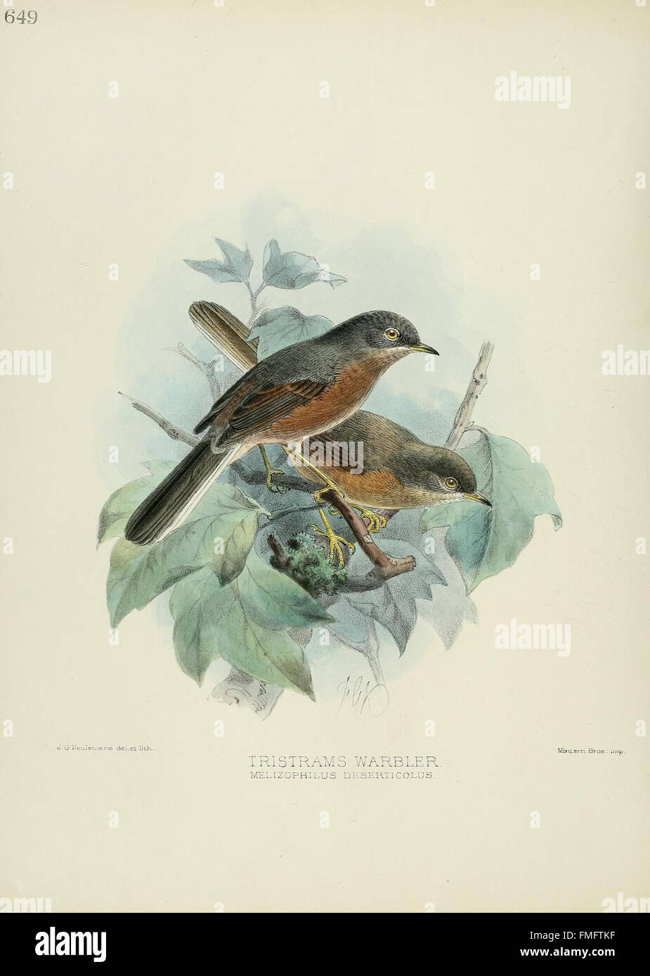 History birds europe provides hi-res stock photography and images - Alamy