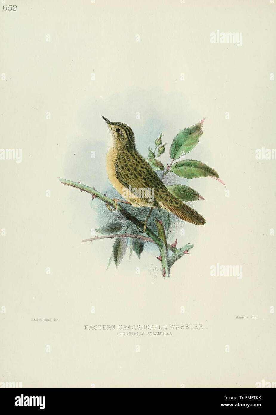 Plate 652 from 'A History of the Birds of Europe' features various bird ...