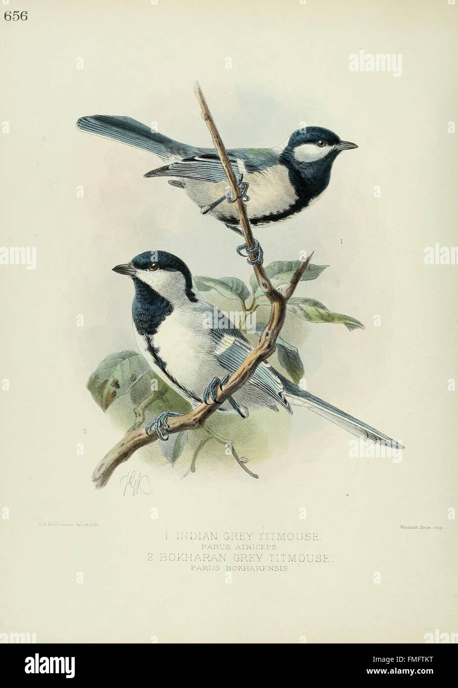 This plate from 'A History of the Birds of Europe' depicts various bird ...