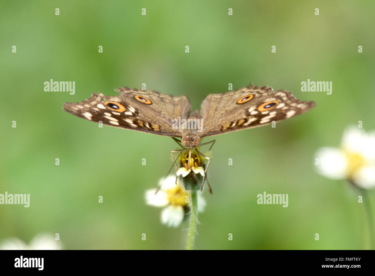 Butterfly from the front Stock Photo - Alamy