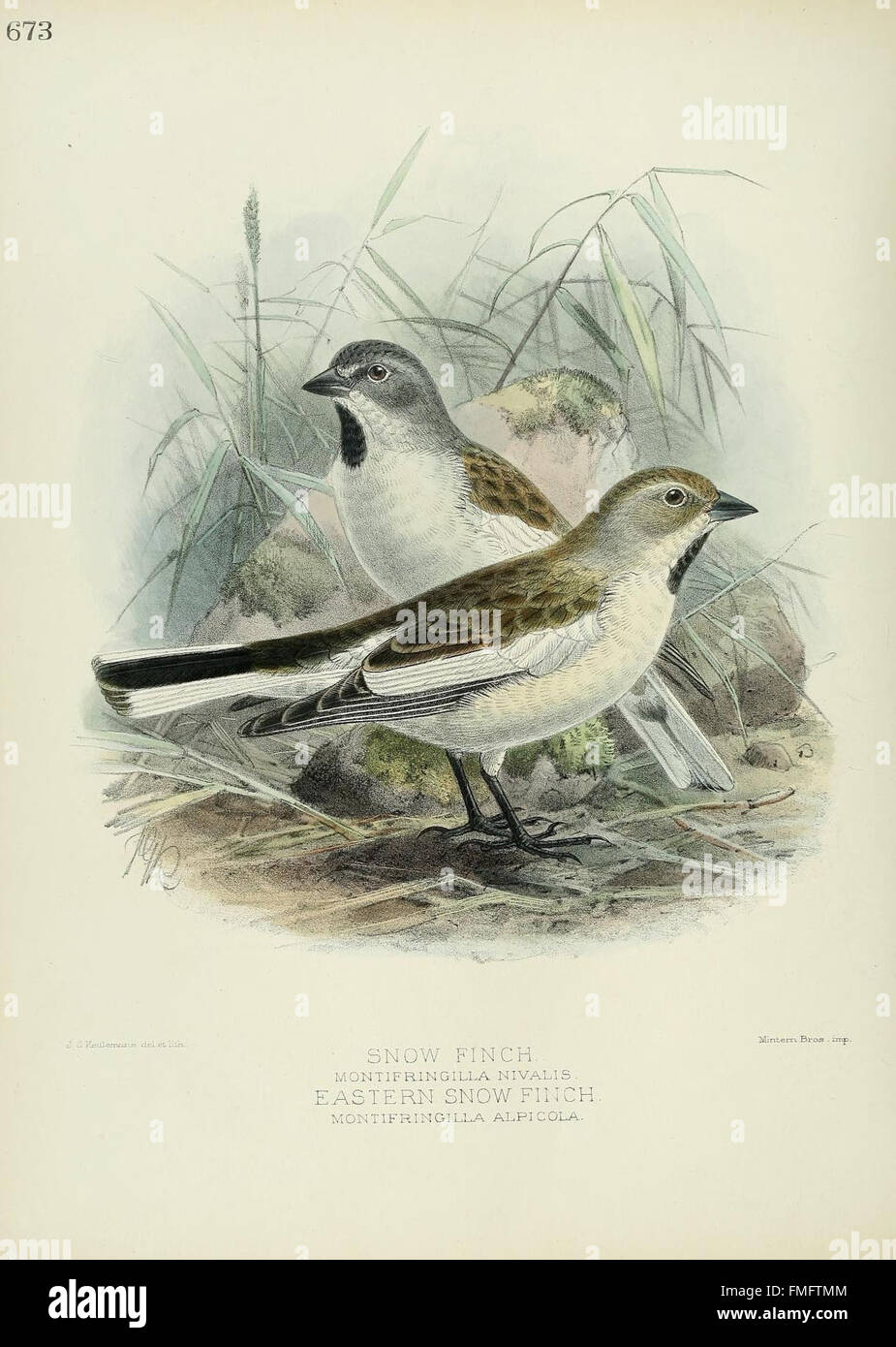 Plate 673 from 'A History of the Birds of Europe' displays additional ...