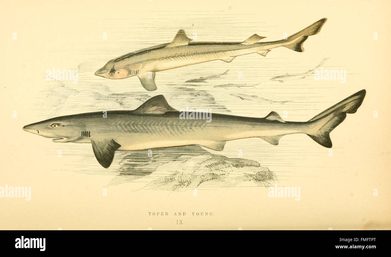 This plate presents detailed illustrations of fish species native to ...