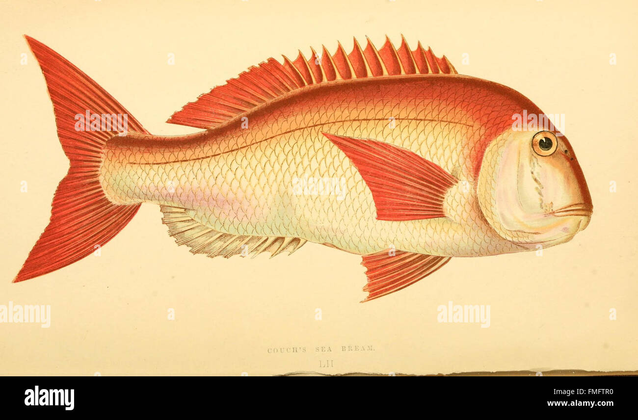 'A History of the Fishes of the British Islands' (Plate LII) offers an ...