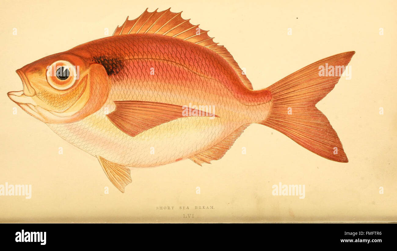 'A History of the Fishes of the British Islands' (Plate LVI) examines ...