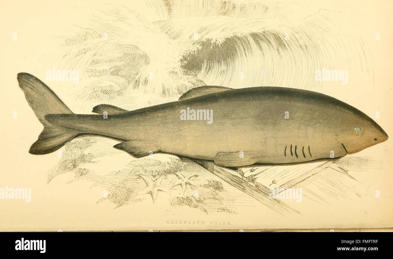 A history of the fishes of the british islands hi-res stock photography ...