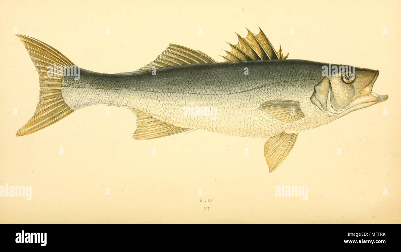 'A History of the Fishes of the British Islands' provides comprehensive ...