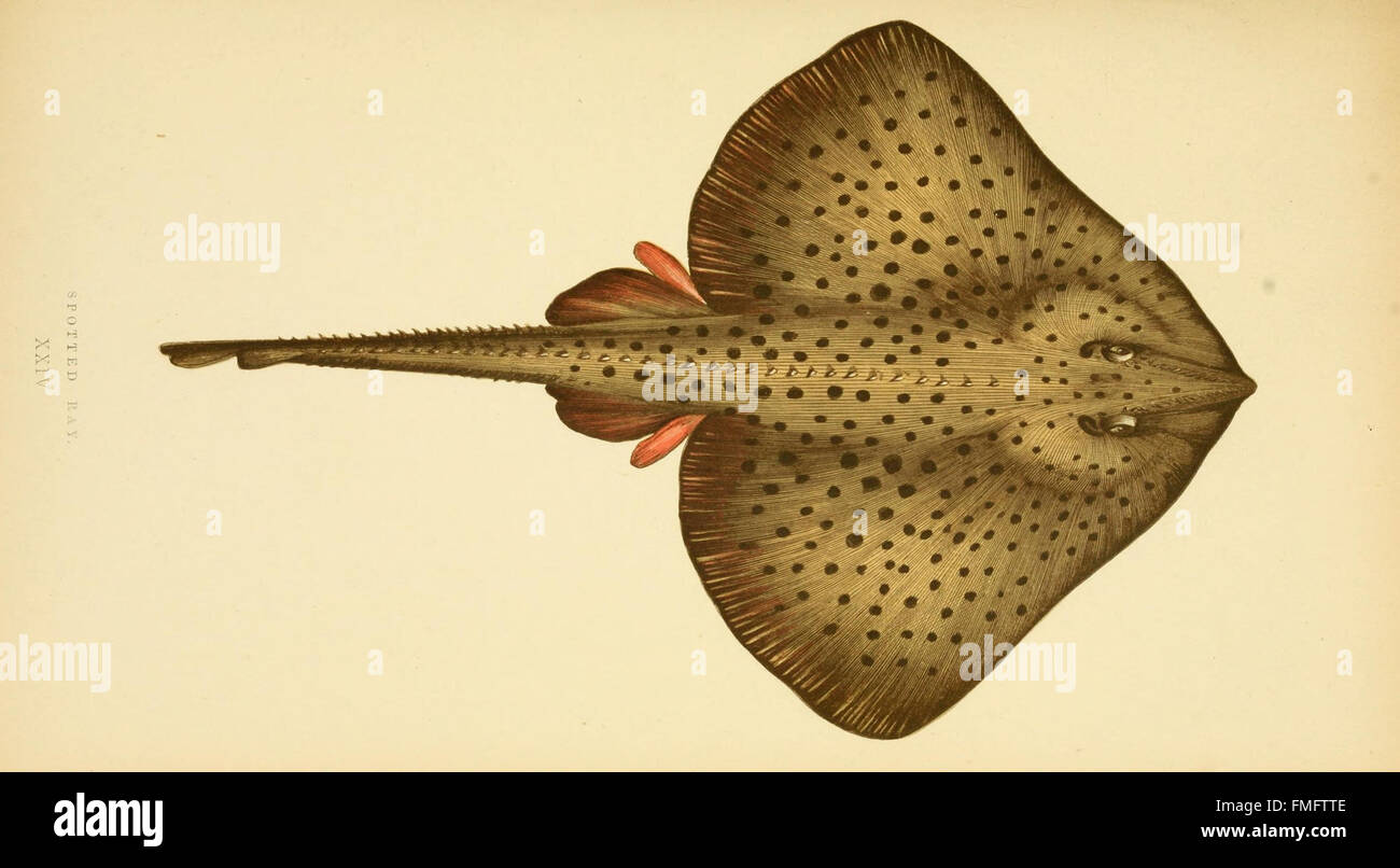 'A History of the Fishes of the British Islands' Plate XXIV presents ...