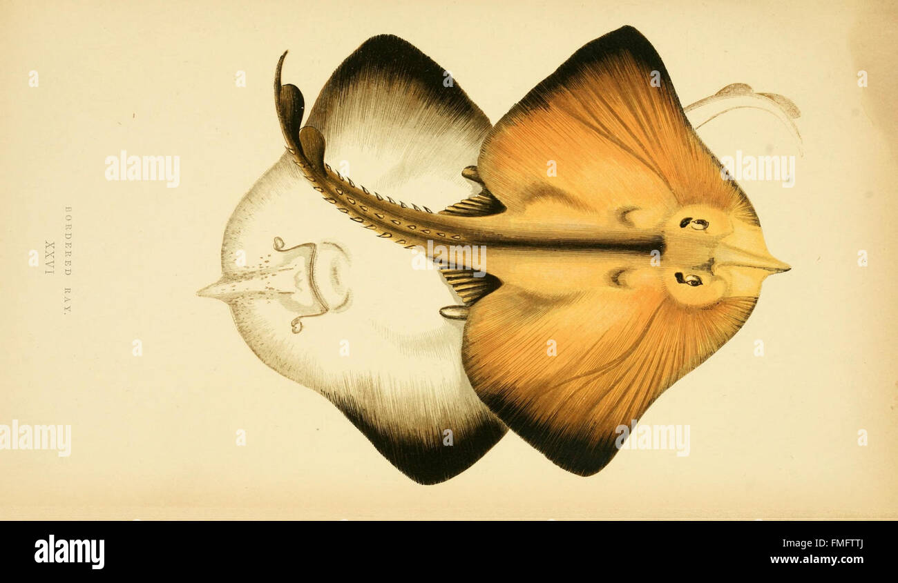 Plate XXVI from 'A History of the Fishes of the British Islands ...