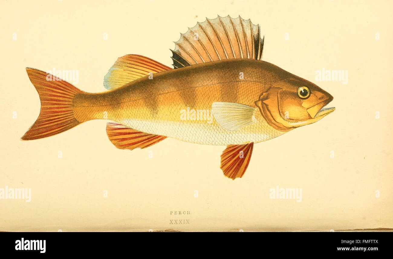 Plate XXXIX from 'A History of the Fishes of the British Islands ...