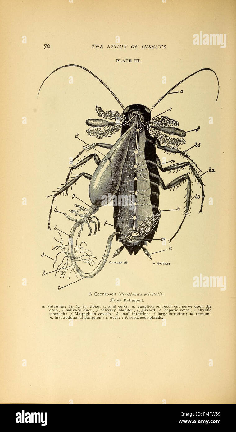 Comprehensive study of entomology hi-res stock photography and images ...
