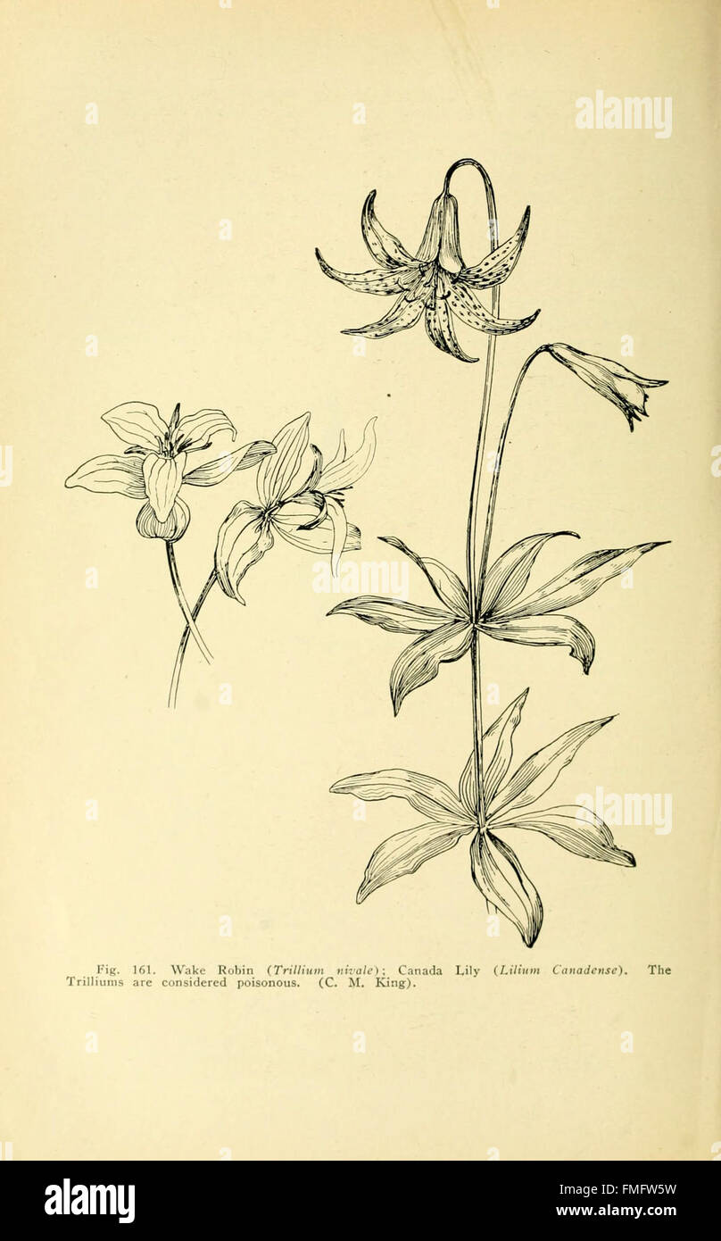 Figure 161 from 'A Manual of Poisonous Plants' illustrates a specific ...