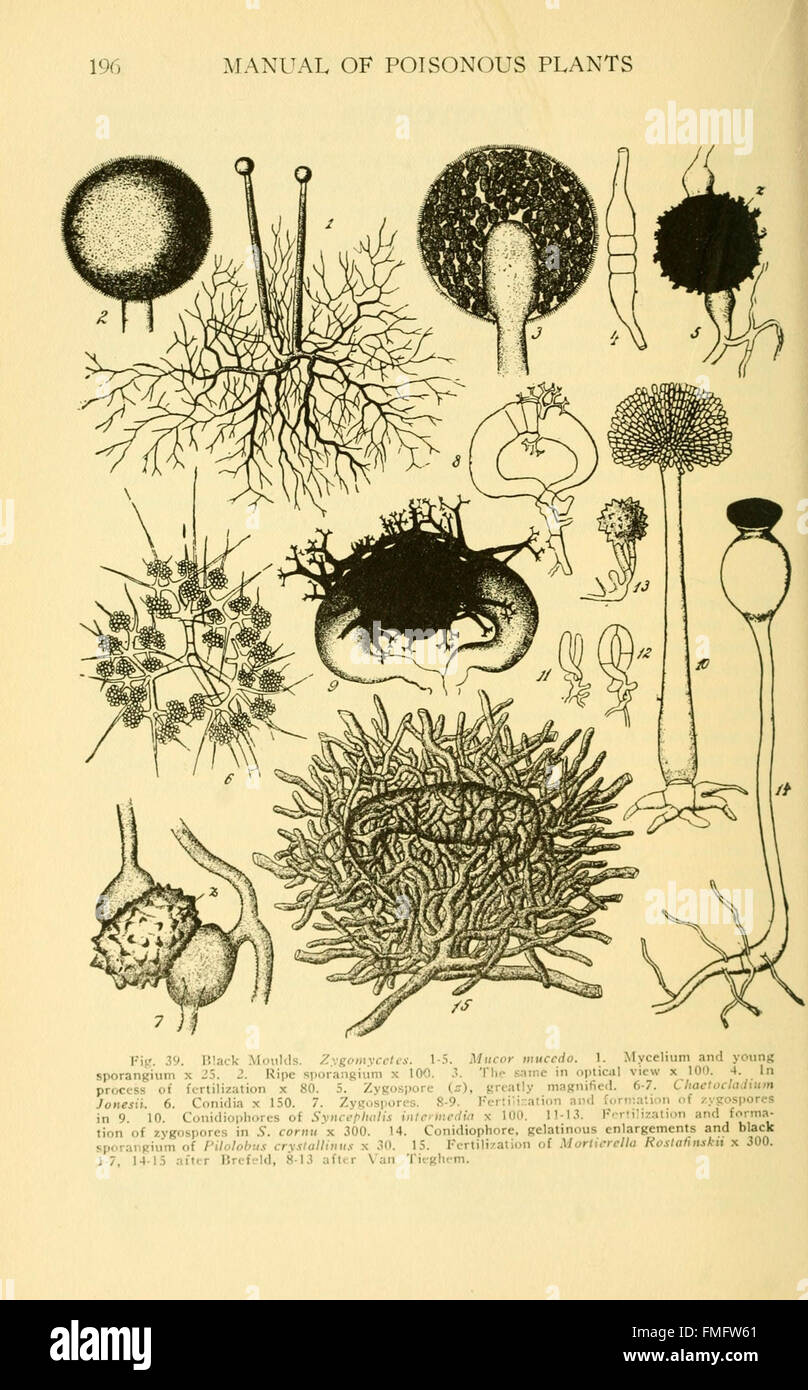An informative guide detailing toxic plants, including their ...