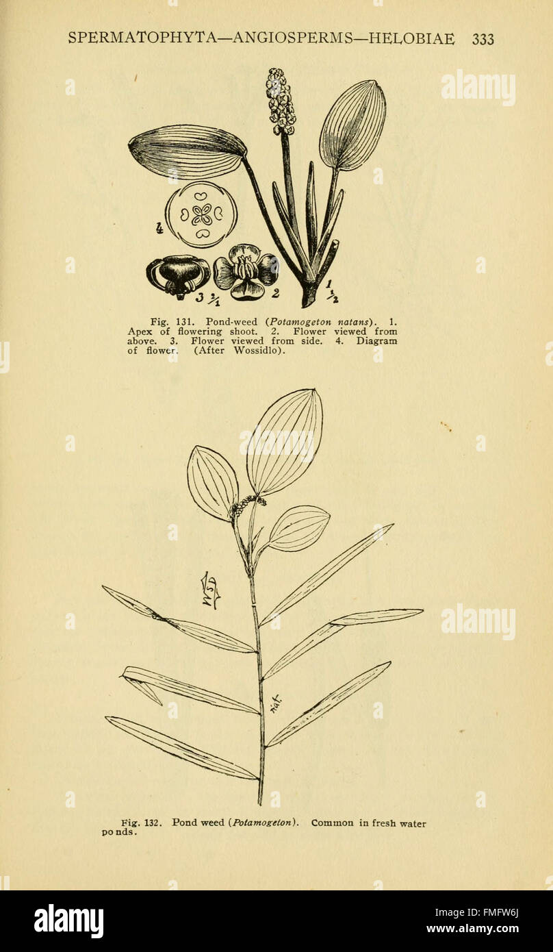 Section highlights various species hi-res stock photography and images ...