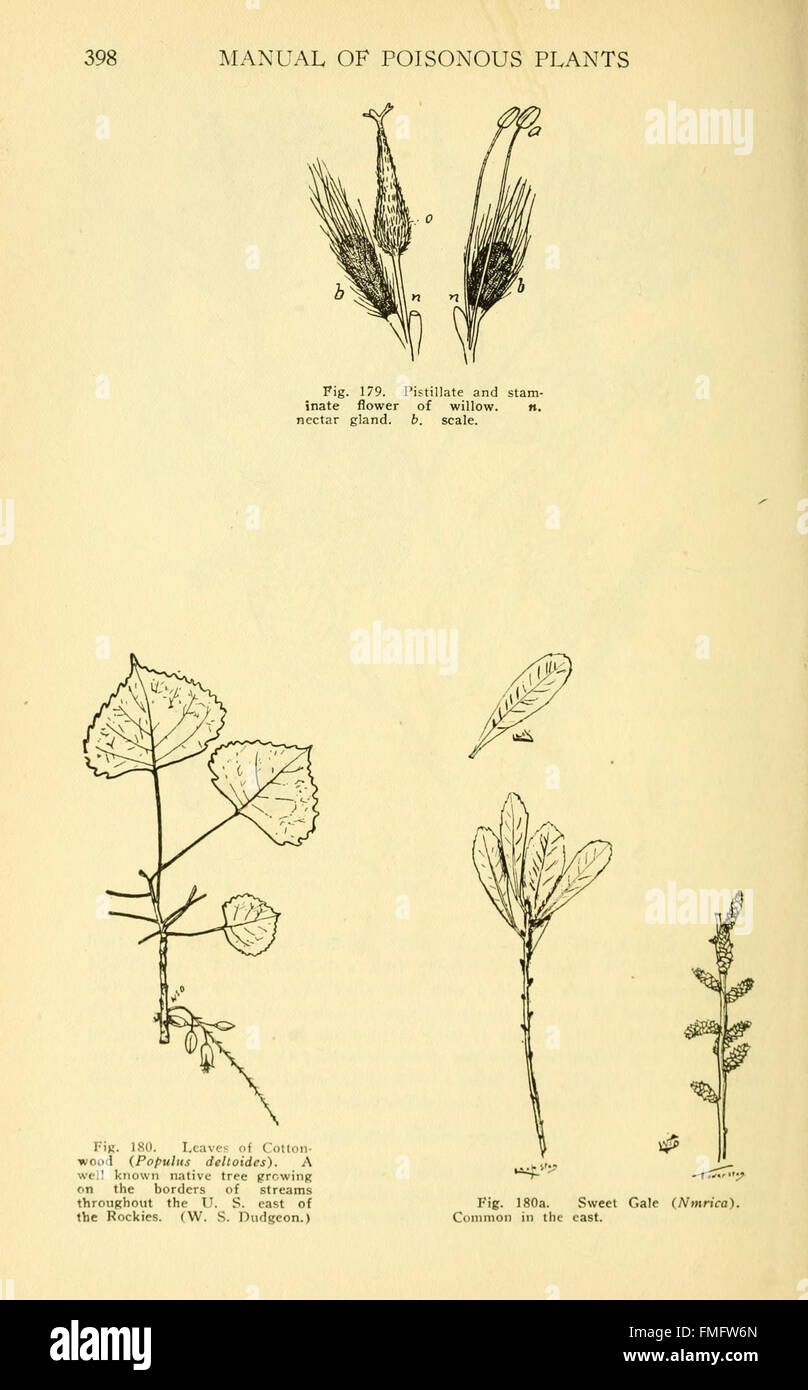 Plants that are harmful to humans hi-res stock photography and images ...