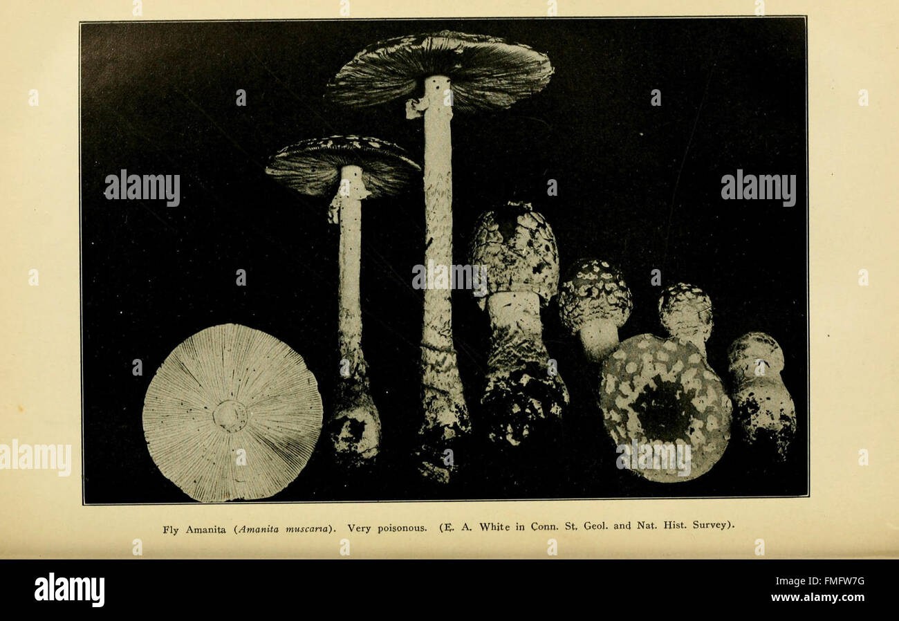 'A Manual of Poisonous Plants' offers detailed information on toxic ...
