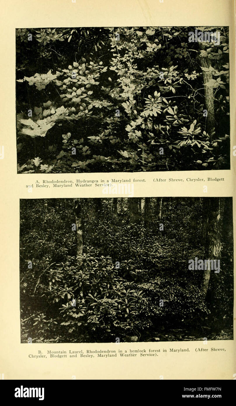 This plate from 'A Manual of Poisonous Plants' illustrates toxic plant ...