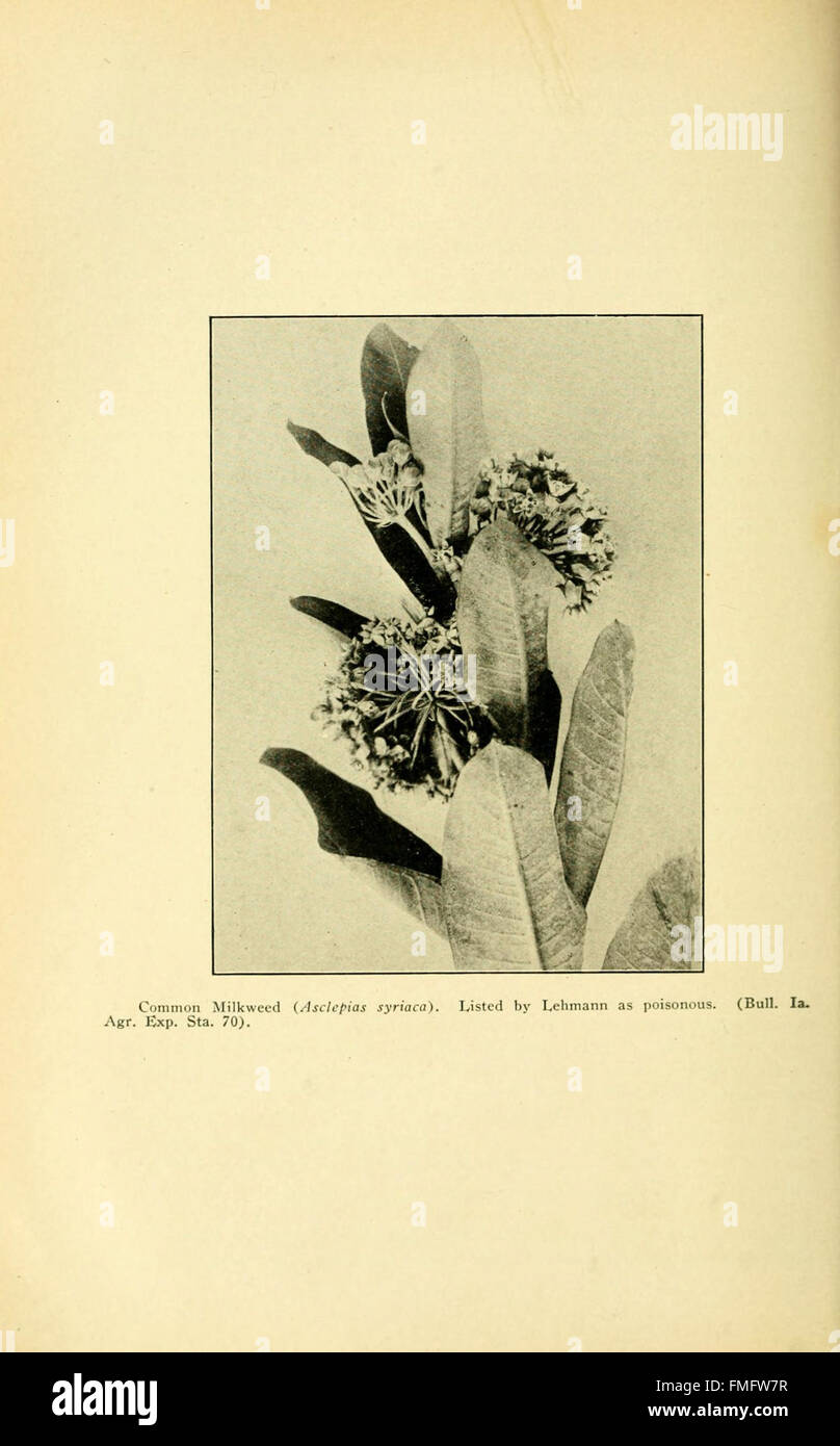 This plate from 'A Manual of Poisonous Plants' provides detailed ...