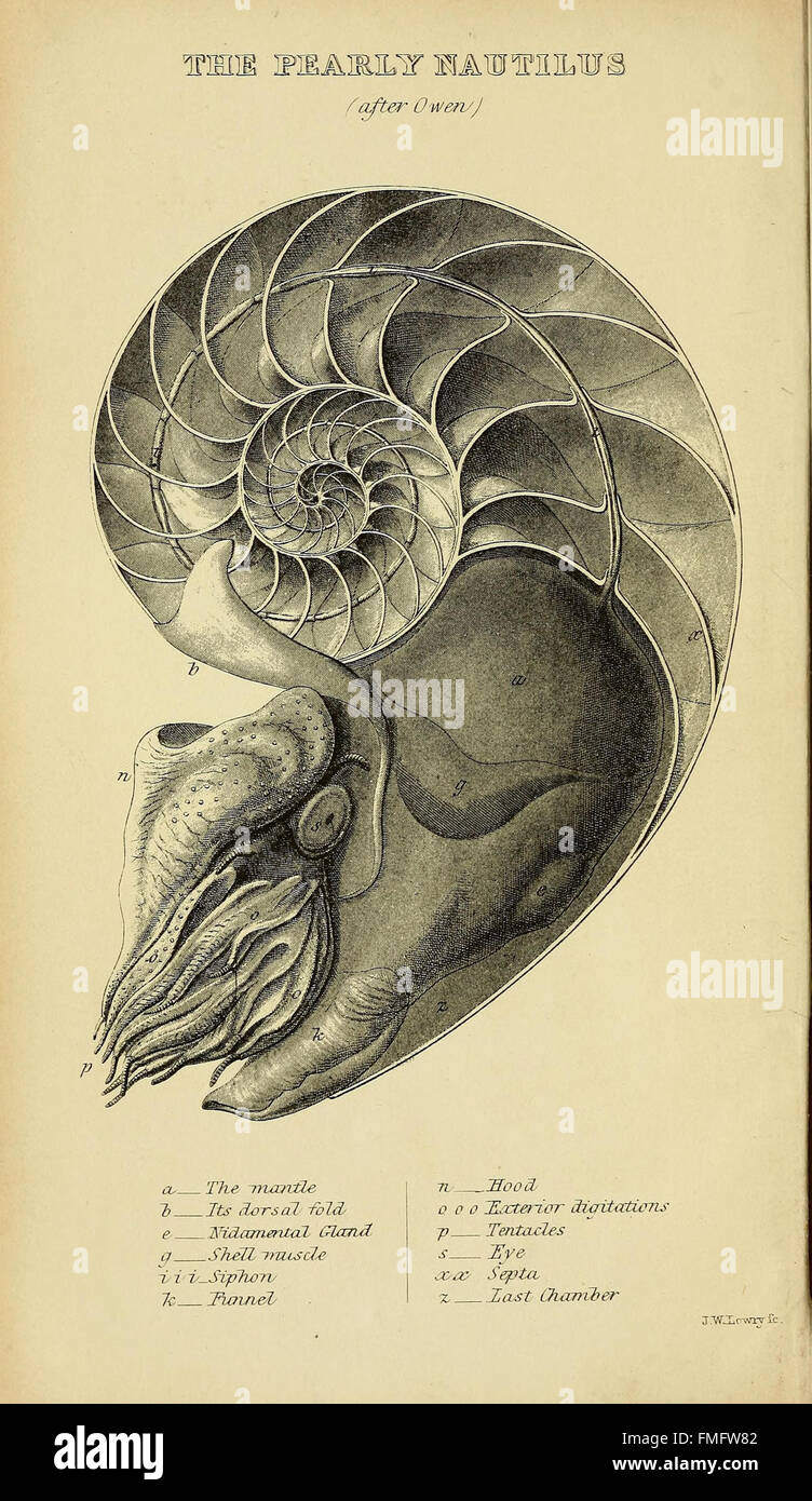 This manual offers a comprehensive overview of mollusks, detailing ...