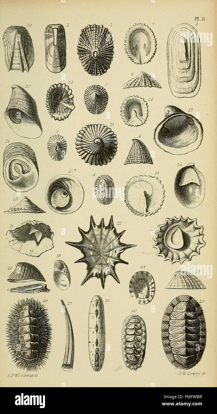 Plate 11 of 'A Manual of the Mollusca' presents detailed illustrations ...