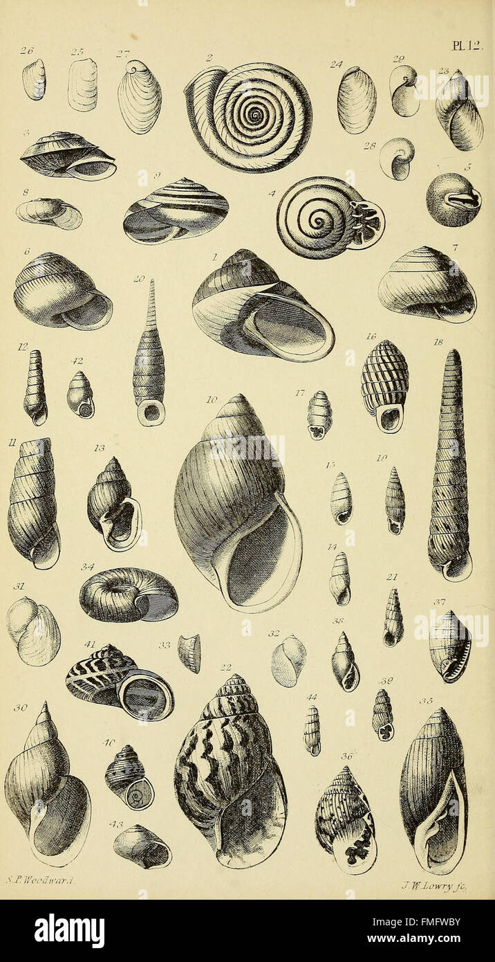 Plate 12 from 'A Manual of the Mollusca' illustrates various mollusk ...