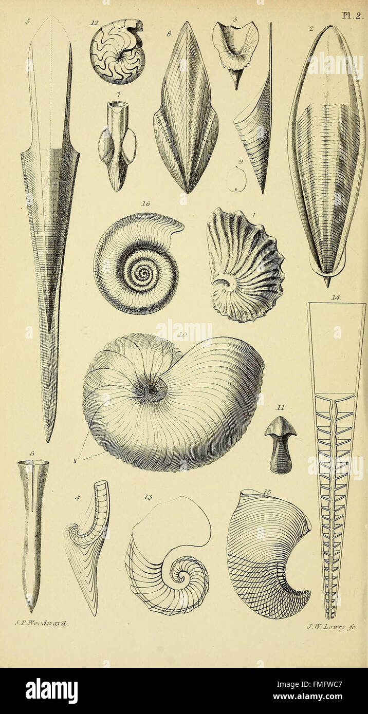 Plate 2 from 'A Manual of the Mollusca' illustrates various mollusk ...