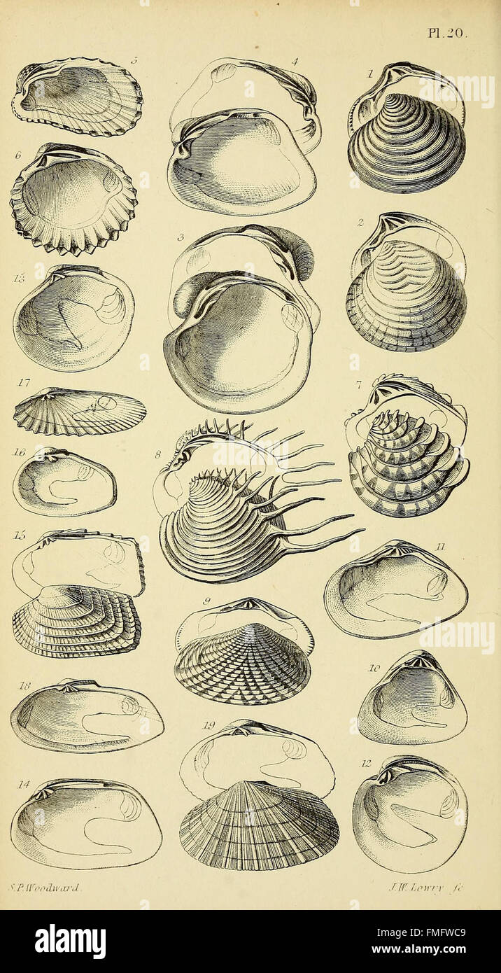 Diversity within shell morphology hi-res stock photography and images ...